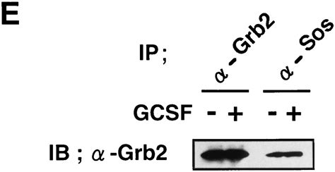 Two Signals Are Necessary For Cell Proliferation Induced By A Cytokine