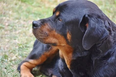 Variations From The Accepted Standards Of Rottweiler Colors Are They