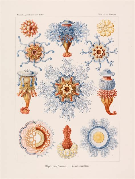 Formas De Arte En La Naturaleza 1899 1903 Ernst Haeckel