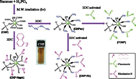 Scheme 1 Schematic Representation Elaborating The Synthesis And