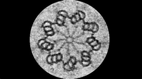 Centrioles Electron Micrograph