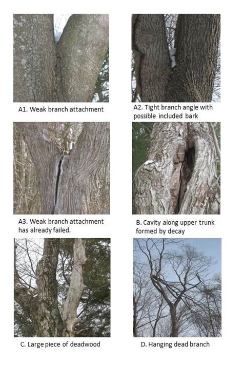 Identifying Tree Defects Stormwise Forest Management