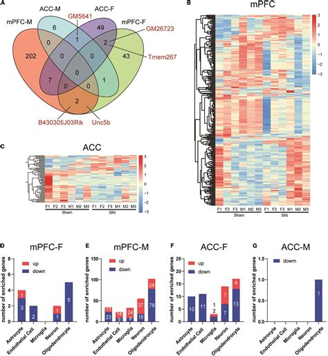 Sex Specific Transcriptomic Signatures In Brain Regions Critical For
