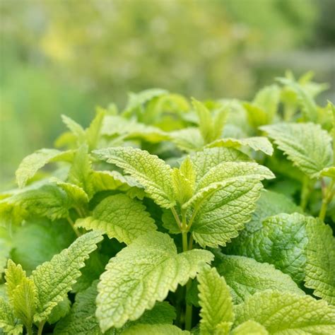 Lemon Mint Plant