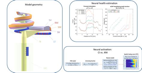 Neural Health And Activation In The Human Auditory Periphery Insights