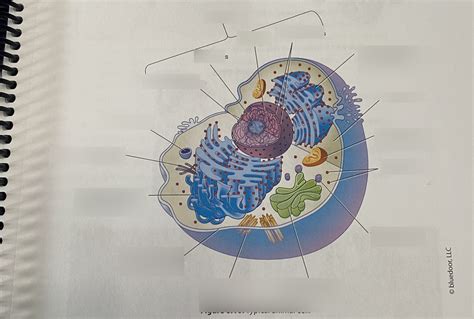 bio quiz cell structure diagram quizlet