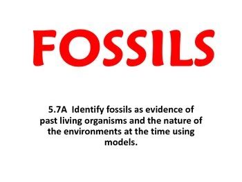 Fossils Power Point And Foldable By Plethora Of Knowledge TPT
