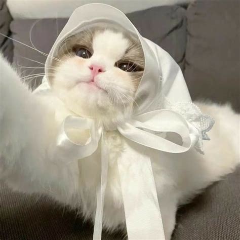 [인스타그램 카톡 프사 모음] 귀여운 고양이 공유 네이버 블로그