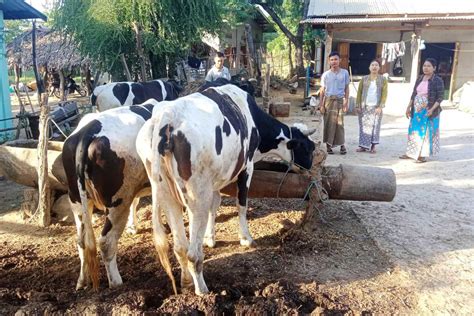 မိတ္ထီလာမြို့နယ်တွင် မြစိမ်းရောင်ကျေးရွာစီမံကိန်းဖြင့် နို့စားနွားမွေးမြူရေးလုပ်ငန်း ဆောင်ရွက