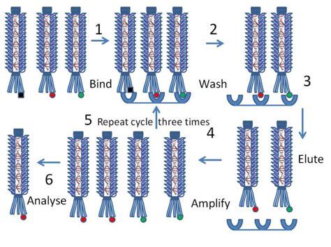 Phage Display Alchetron The Free Social Encyclopedia