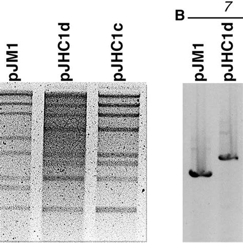 Replica Plating Method To Detect The Auxotrophic Mutant Download Scientific Diagram