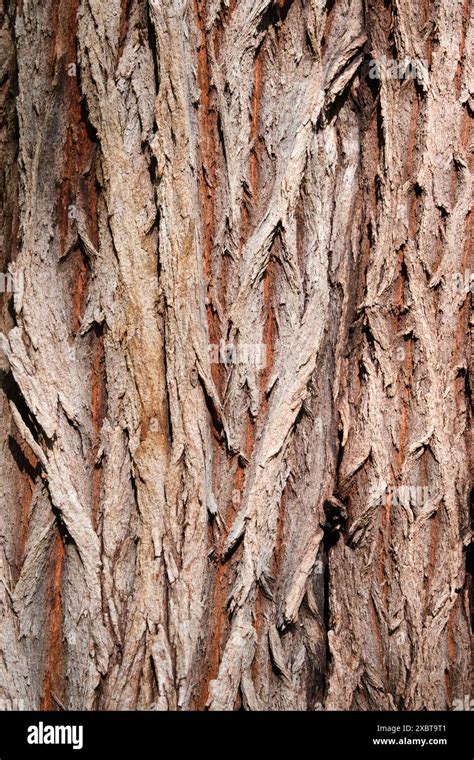 The Bark Of The Tree Trunk Of The Western Australian Peppermint Tree Agonis Flexuosa Showing