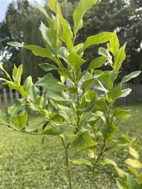 Nutrient Deficiency Rcitrus