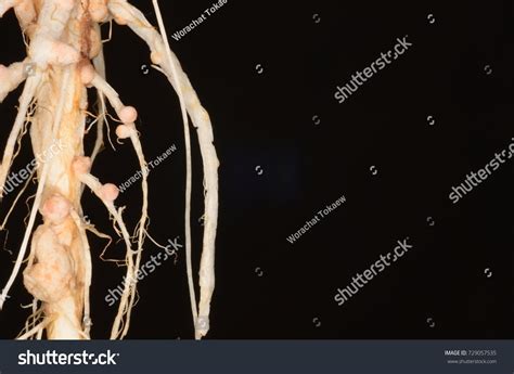 Root Nodules Occur On Roots Plants Stock Photo Edit Now 729057535