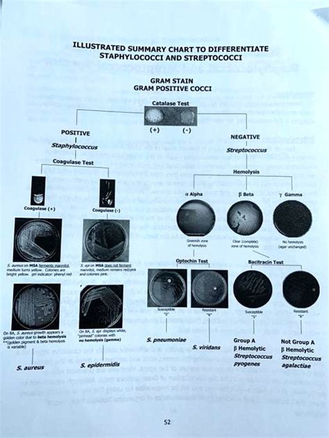 Solved Illustrated Summary Chart To Differentiate Staphylococci And