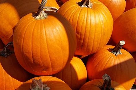 Simak Cara Menanam Labu Kuning Agar Cepat Berbuah