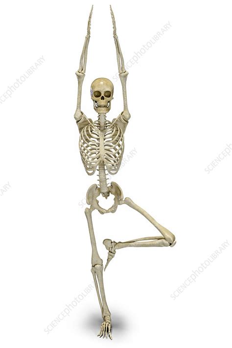 Skeleton In Tree Yoga Pose Illustration Stock Image F033 0247