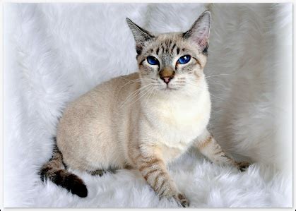 Seal Point Siamese Lynx