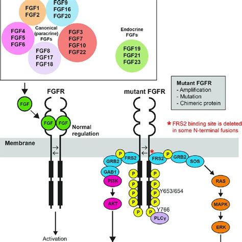 The Fgfr Pathway Regulation And Downstream Signalling Overview Of The Download Scientific