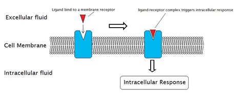 7 2 Types Of Receptors Biology Libretexts
