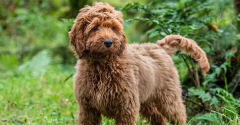 Cockapoo Colors Rarest To The Most Common A Z Animals