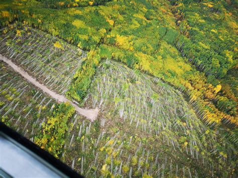 Operational Forest Planning — Carson Integrated