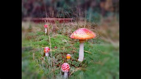 Как правильно собирать сушить хранить и употреблять мухоморы Youtube