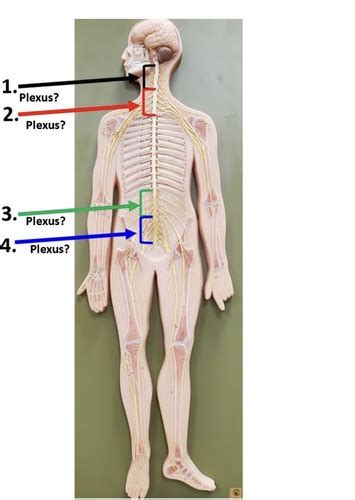 Spinal Nerves And Nerve Plexus Label Flashcards Quizlet