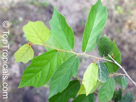 Pterospermum Alchetron The Free Social Encyclopedia