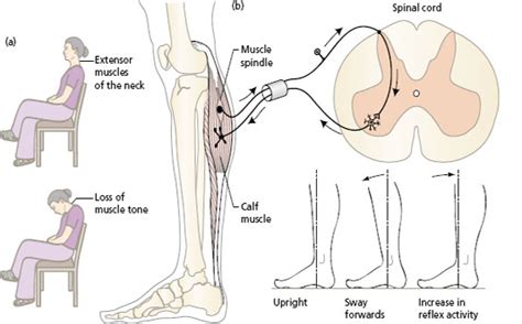 Basic Units Structure And Function Supporting Tissues Muscle And Nerve Musculoskeletal Key