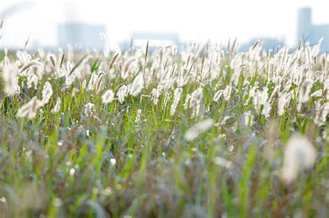 수섬 들판 유토이미지 상세페이지 베이직샵 사진 20993854