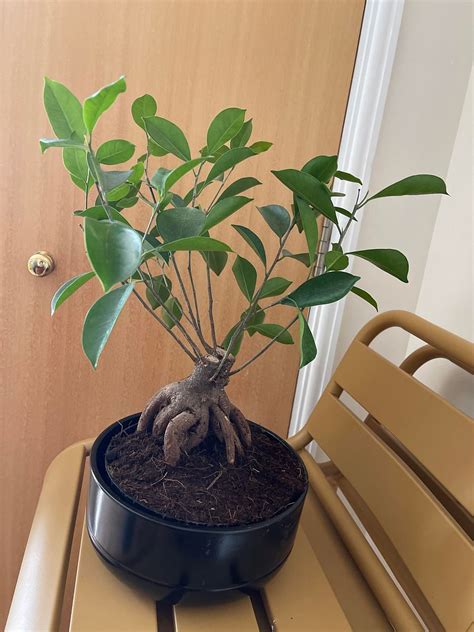 Ficus Bonsai How To Care For This Popular Indoor Bonsai Tree