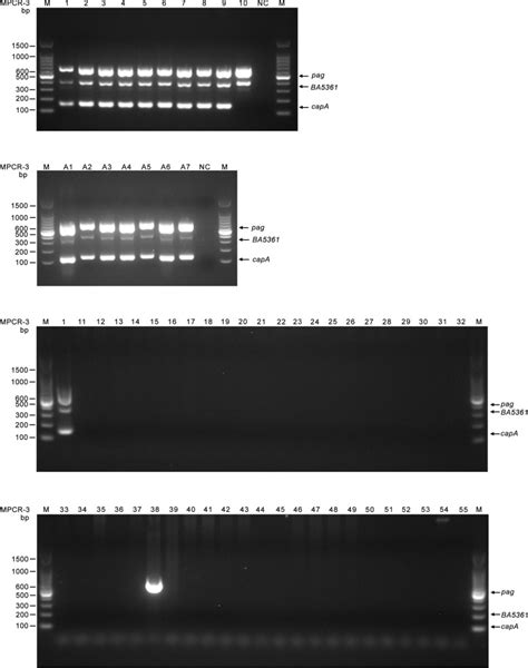 Pan Genome Analysis Reveals Novel Chromosomal Markers For Multiplex Pcr