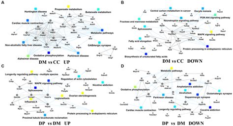 Ppi Network Analysis A Ppi Pathway Gene Network Between Dm Group And