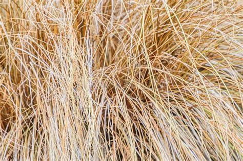 Close Up Of Dead Brown Grass With Individual Blades Contrasting