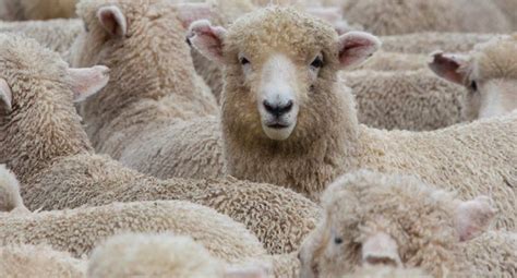 Excel How To Count Unique Items In A List Fm