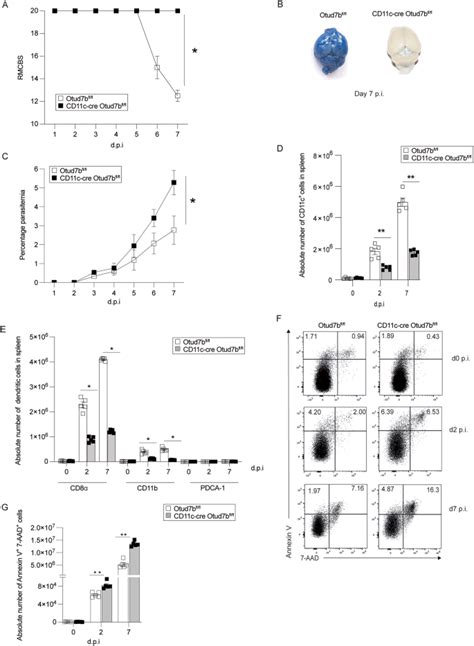 去泛素化酶 Otud7b 通过稳定 E3 连接酶 Traf2 来保护树突状细胞免受 Tnf 诱导的细胞凋亡 Cell Death And Disease X Mol