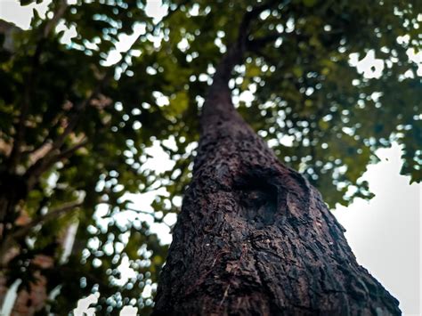 Premium Photo A Tree In The Forest With The Sun Shining On It