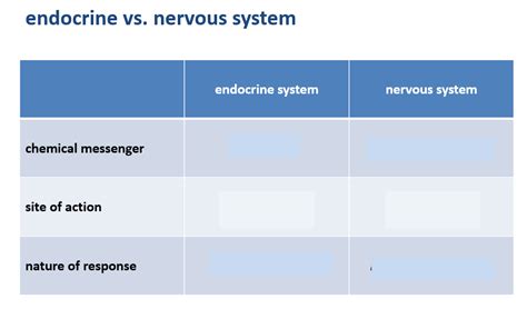 Diagram Of Chart Endocrine Vs Nervous System Quizlet