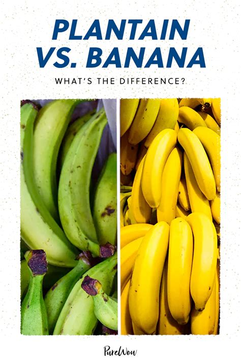 Plantain Vs Banana Know The Difference Northern Nester 55 OFF