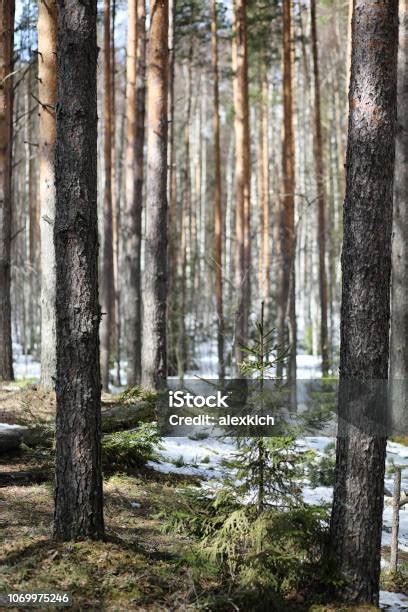 눈 아래 봄의 시작에 소나무 숲 눈 겨울 풍경 아래 숲입니다 태양이 겨울 후에 뜬는 소나무 숲을 따뜻하게 녹기에 대한 스톡 사진 및 기타 이미지 Istock
