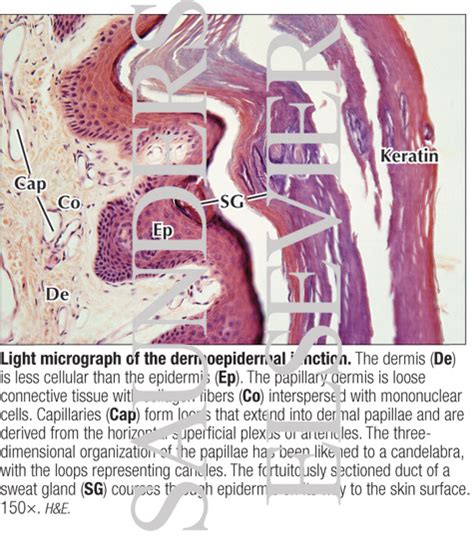 Light Micrograph Of The Dermoepidermal Junction