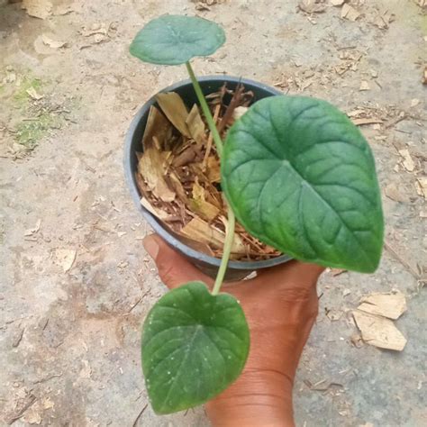 Jual Alocasia Mello Badak Shopee Indonesia