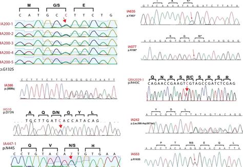 Sanger Sequencing Confirmation Of Ppil4 Variants Identified By