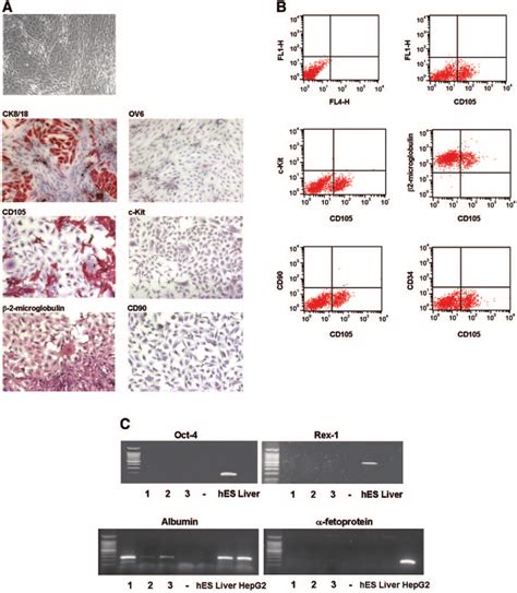 Phenotypic Characterization Of Nonparenchymal Epithelial NPE Cells Download Scientific