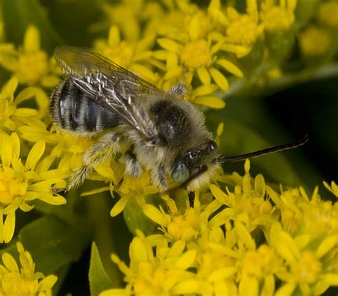 Bee Zh3z2823 Melissodes Druriellus Bugguidenet