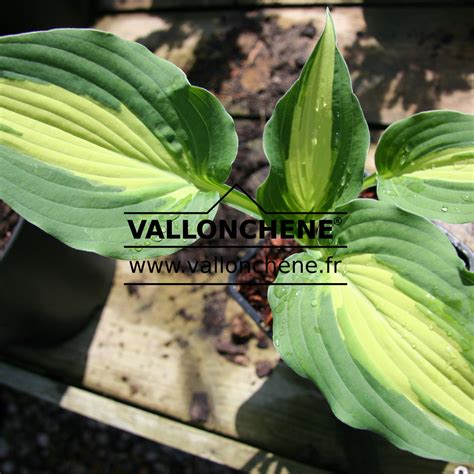 Hosta Elisabeth Campbell