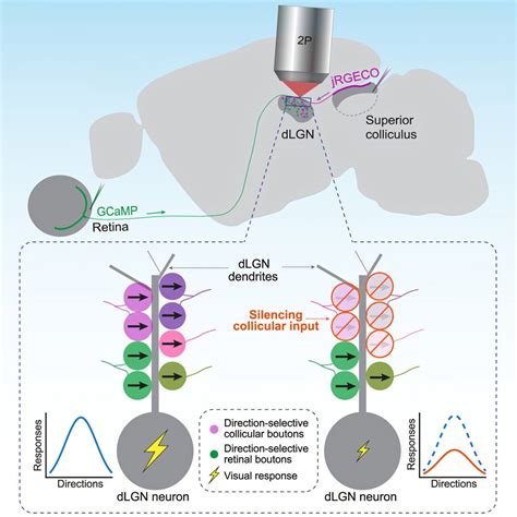 Thalamus Transforms Brain Signal Processing Beyond Basic Relay