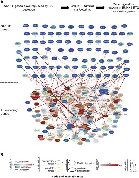 Runx1 Eto Depletion In T 8 21 Aml Leads To C Ebpα And Ap 1 Mediated
