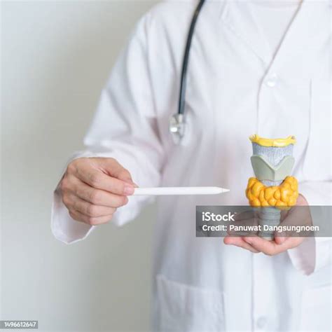 인간 갑상선 해부학 모델을 가진 의사 갑상선 기능 항진증 갑상선 기능 저하증 하시모토 갑상선염 갑상선 종양 및 암 산후 유두암 및 건강 개념 9월에 대한 스톡 사진 및 기타